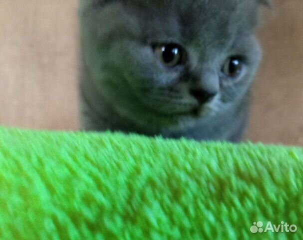 Британская