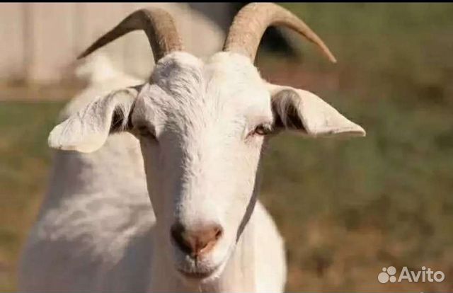 Коза дойная