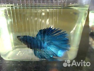 Рыбка петушок