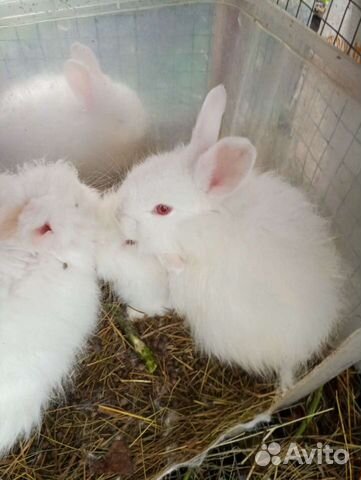 Кролик Ангорский