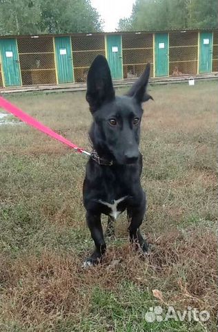 Арабика в добрые руки