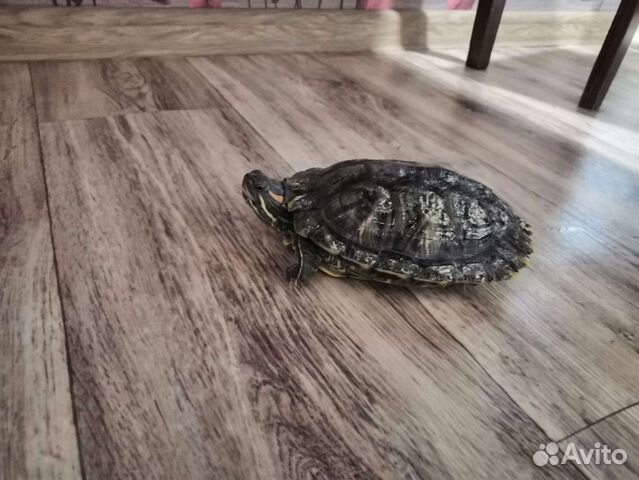 Черепаха с аквариумом