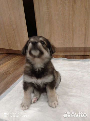 Щенки американской акиты