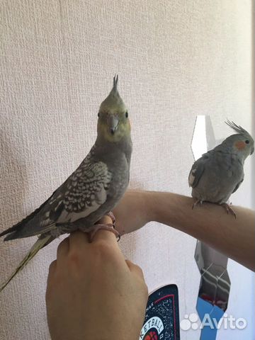 Дрессированные попугаи Кореллы