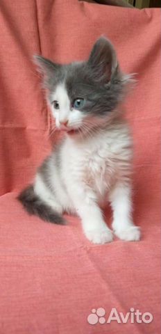 Веселые ребята, верные друзья