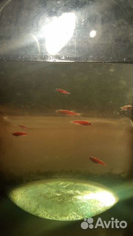 Рыба Данио Гло