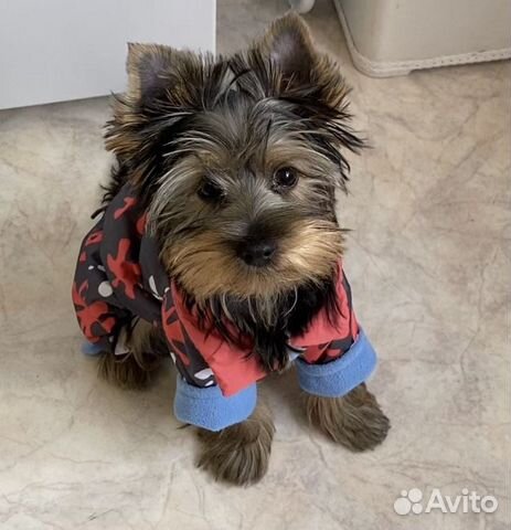 Продам щенка Йорка, 4,5 месяца