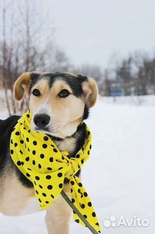 Забери Эмму из приюта