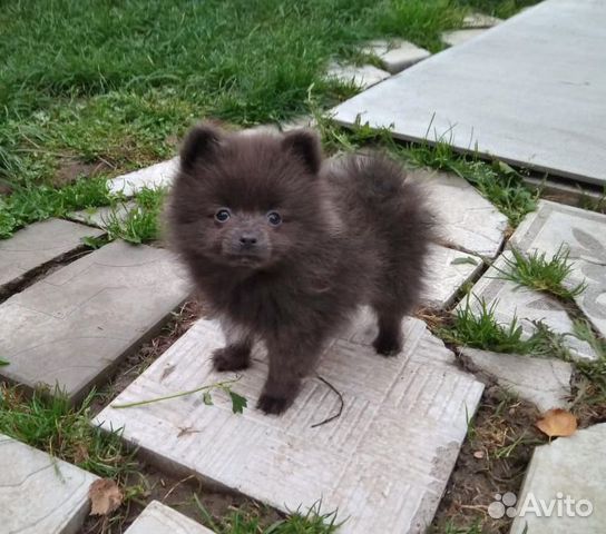 Мишки Топтыжки