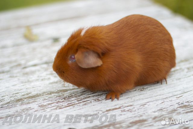 Морская свинка рыжая с белой прядью на голове