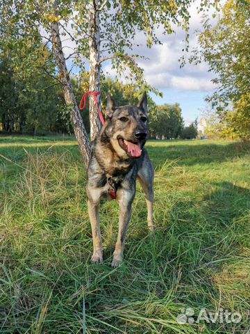 Френд ищет дом