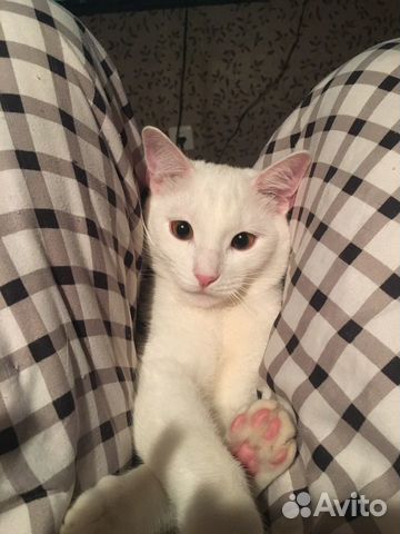 Котик ищет невесту