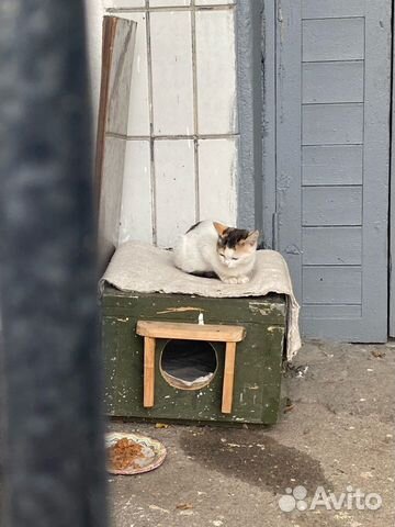 Погибает котенок