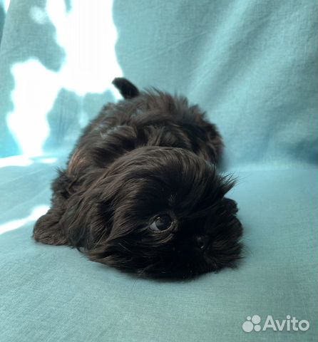 Щенки ши-тцу