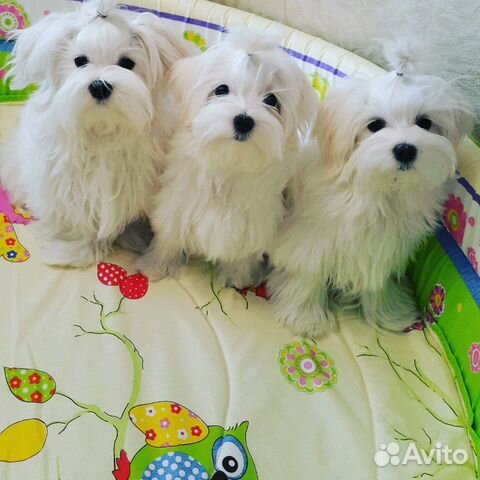 Болонки.Мальтезе.Vip' породные щенки