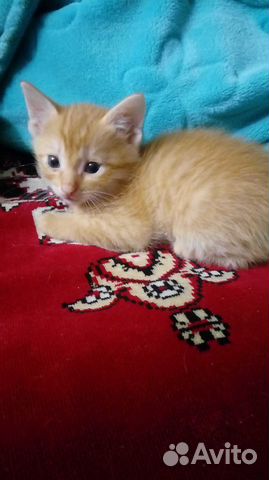 Счастье в дар