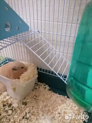 Сирийский хомячок с клеткой