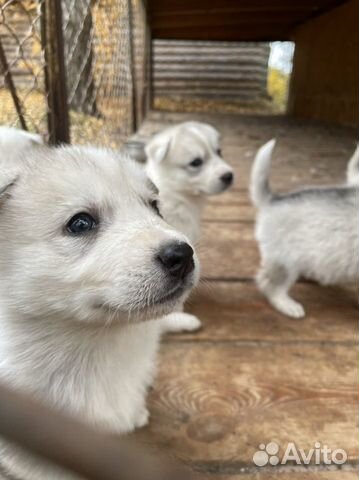 Щенята в добрые руки