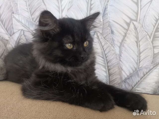 Сибирская кошка