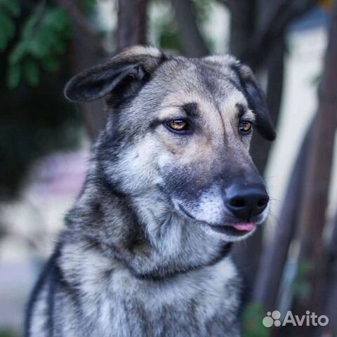 Собака в добрые руки