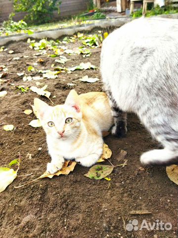 Светло рыжий котенок в добрые руки