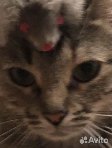 Котята рыжего/черного окраса ищут дом