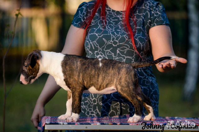 Девочка бультерьера