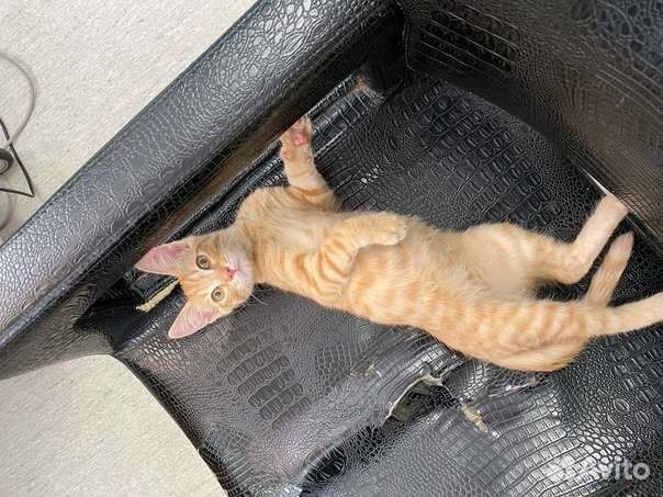 Котенок Чиз в добрые руки