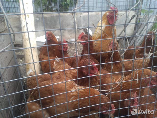 Куры несушки ломан браун