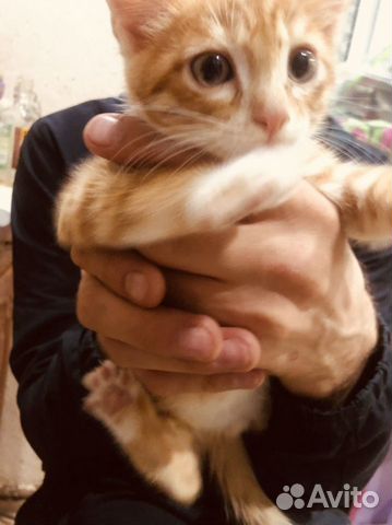 Рыжий котенок папа бенгал,мама курильский бобтейл