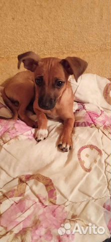 Карликовый пинчер