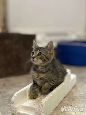 Котенок таби в добрые руки