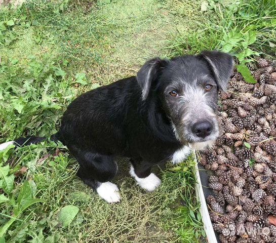 Метис ризеншнауцера