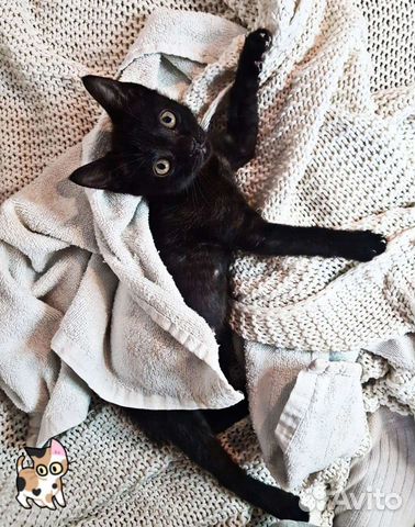 Отдам Котенка