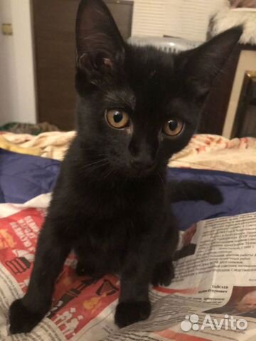 Кошка