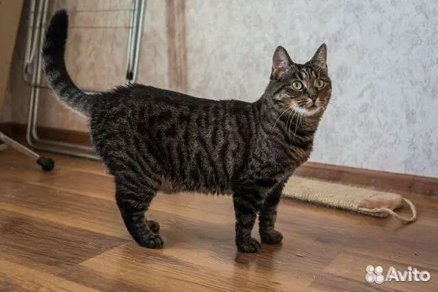 Стерелизованная, неручная кошка на ловлю мышей