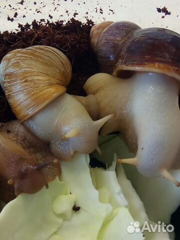 Улитки ахатины бесплатно