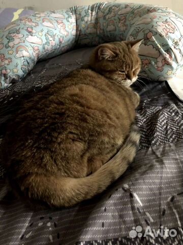 Кошка Мурка