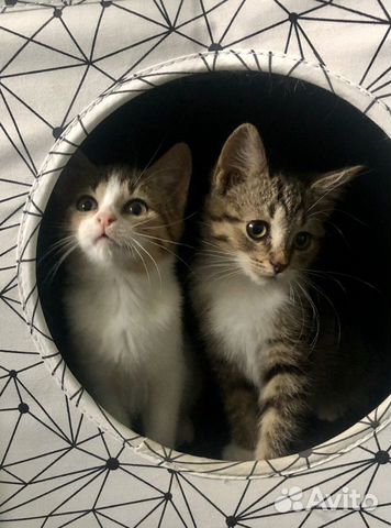 Котенок девочка в добрые руки 2,5 месяца