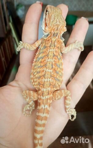 Бородатая Агама (малек 2,5 месяца)