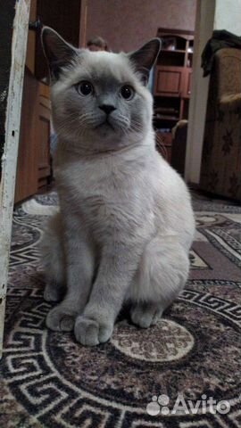 Мистер кот на вязку