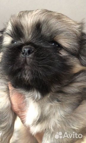 Щеночек пекинеса