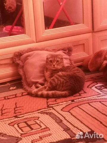 Кошка