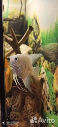 Скалярии кои и жемчужина