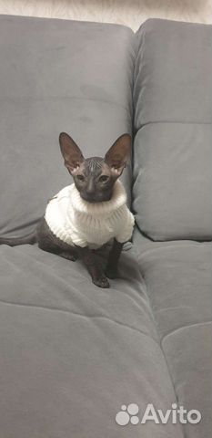 Канадский сфинкс кошка