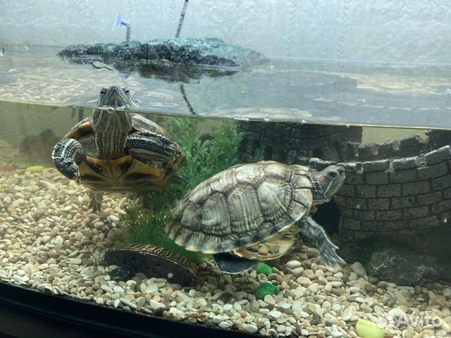 Черепахи красноухие