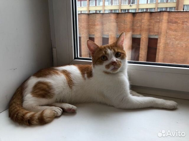 Рыжик ищет дом