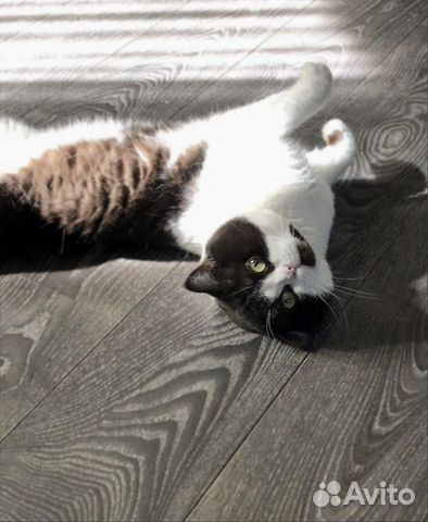 Плюшевый котик ищет дом