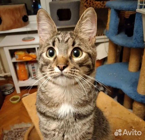 Кот Майлав 7 месяцев, кастрирован