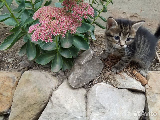 Подарю котеночка
